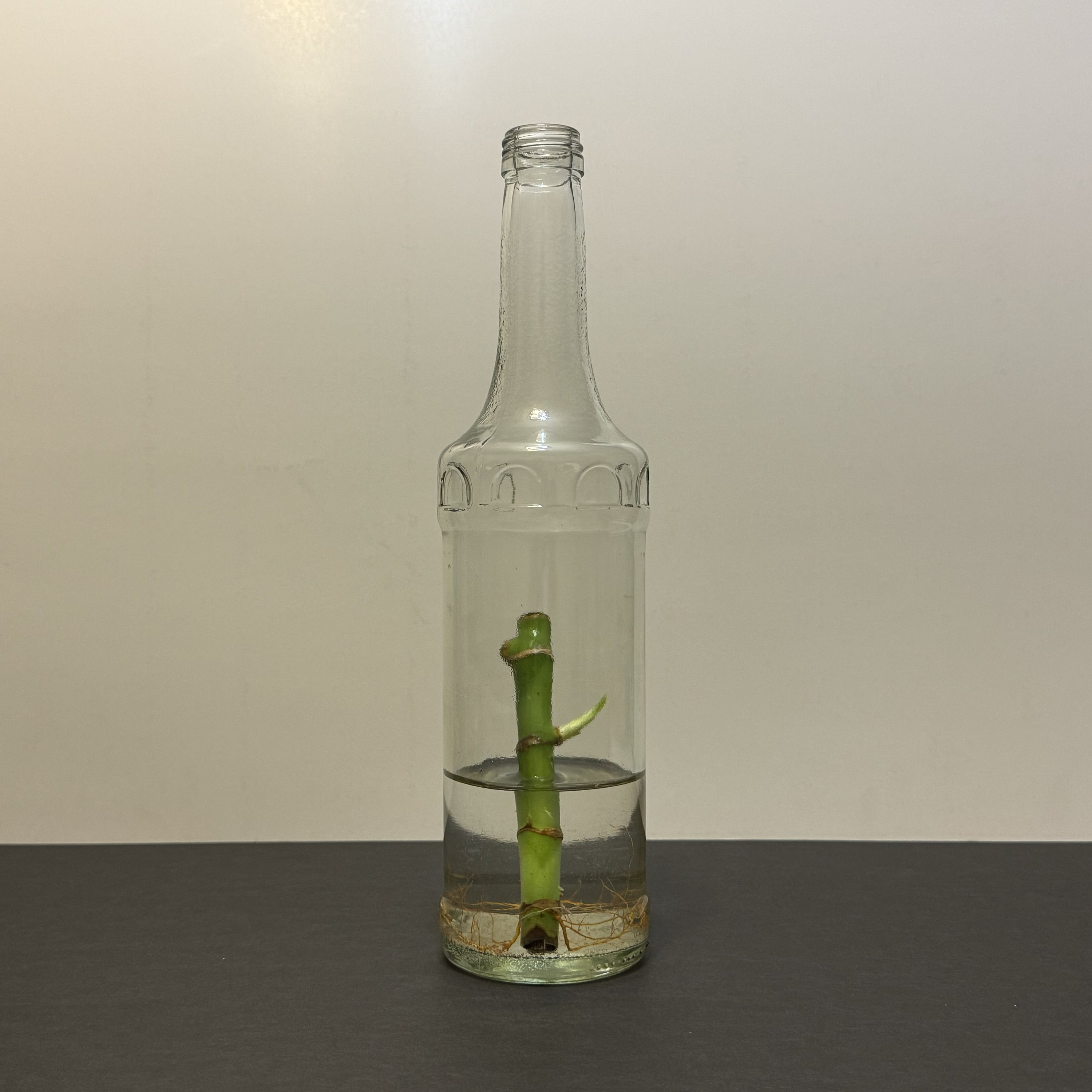 Live Lucky Bamboo Plant Blessings Plants, Lucky House Plant, Aquarium ...