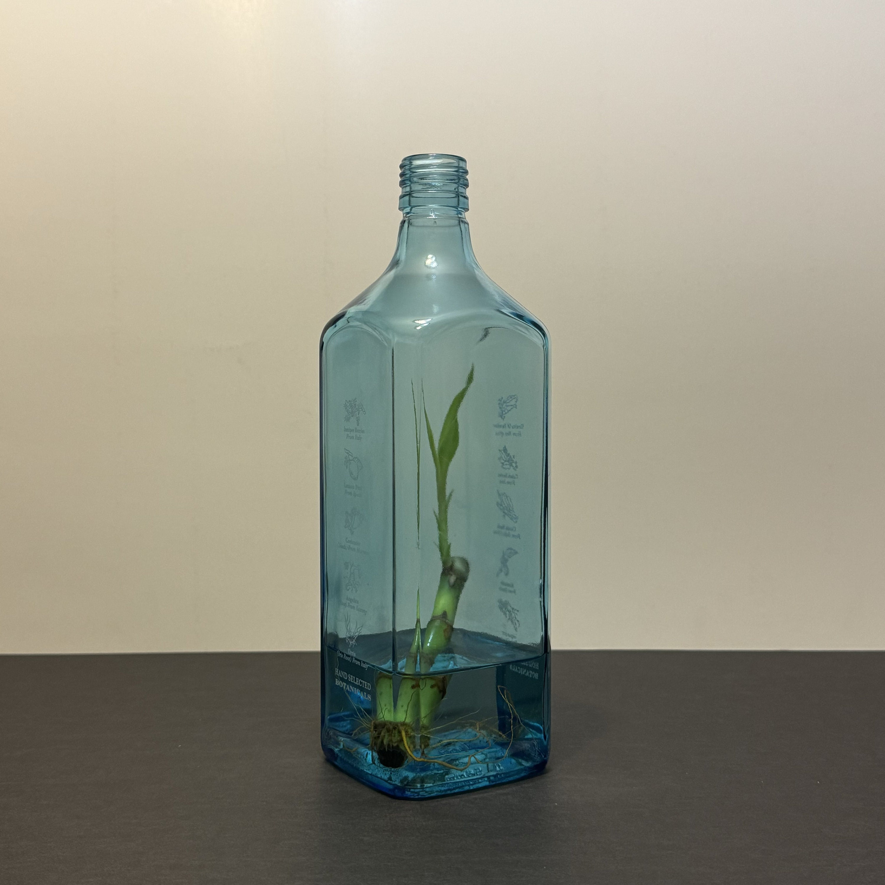 Live Lucky Bamboo Plant - Blessings Plants, Lucky House Plant, Aquarium ...