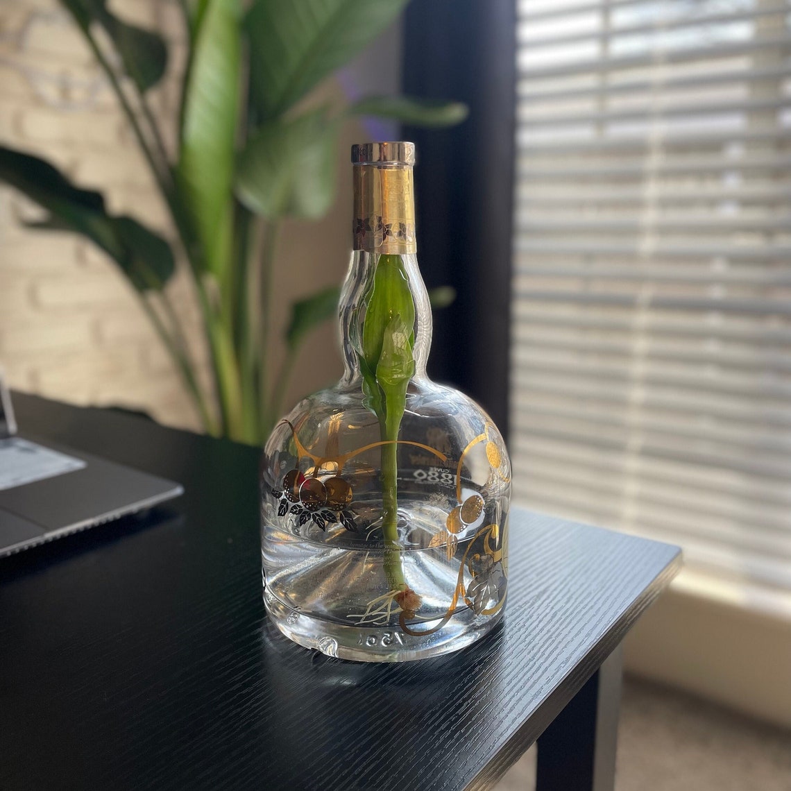 Live Lucky Bamboo Plant - Blessings Plants, Lucky House Plant, Aquarium ...