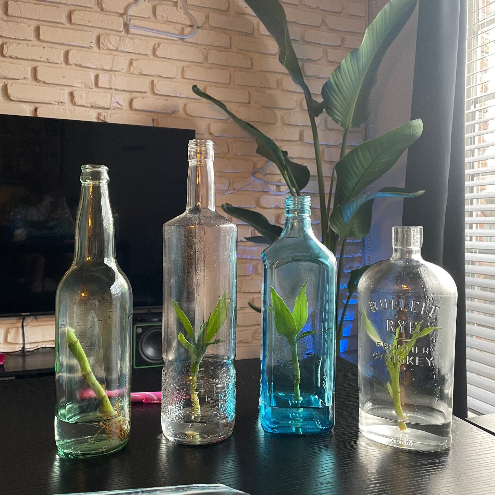 Live Lucky Bamboo Plant - Blessings Plants, Lucky House Plant, Aquarium ...