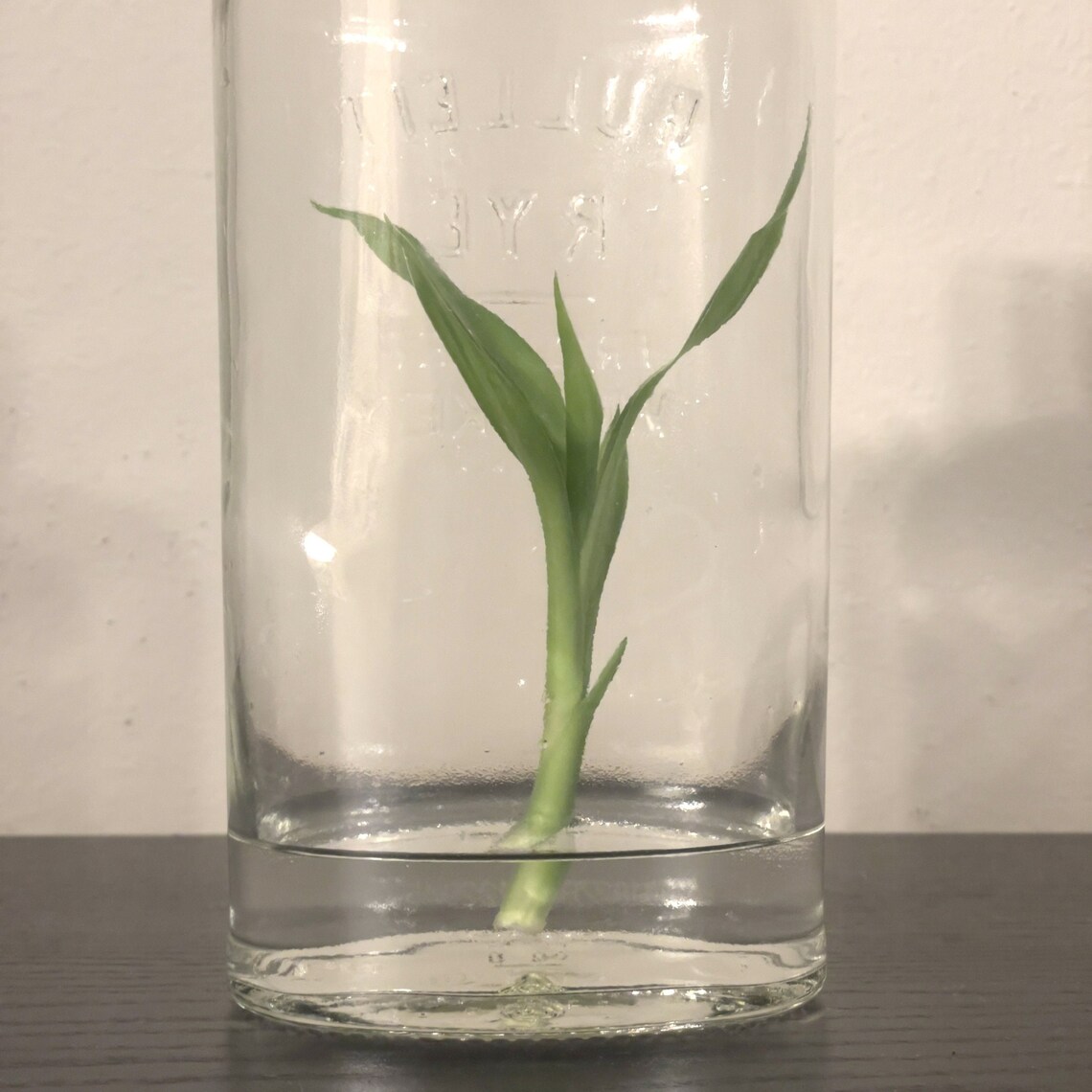 Live Lucky Bamboo Plant - Blessings Plants, Lucky House Plant, Aquarium ...