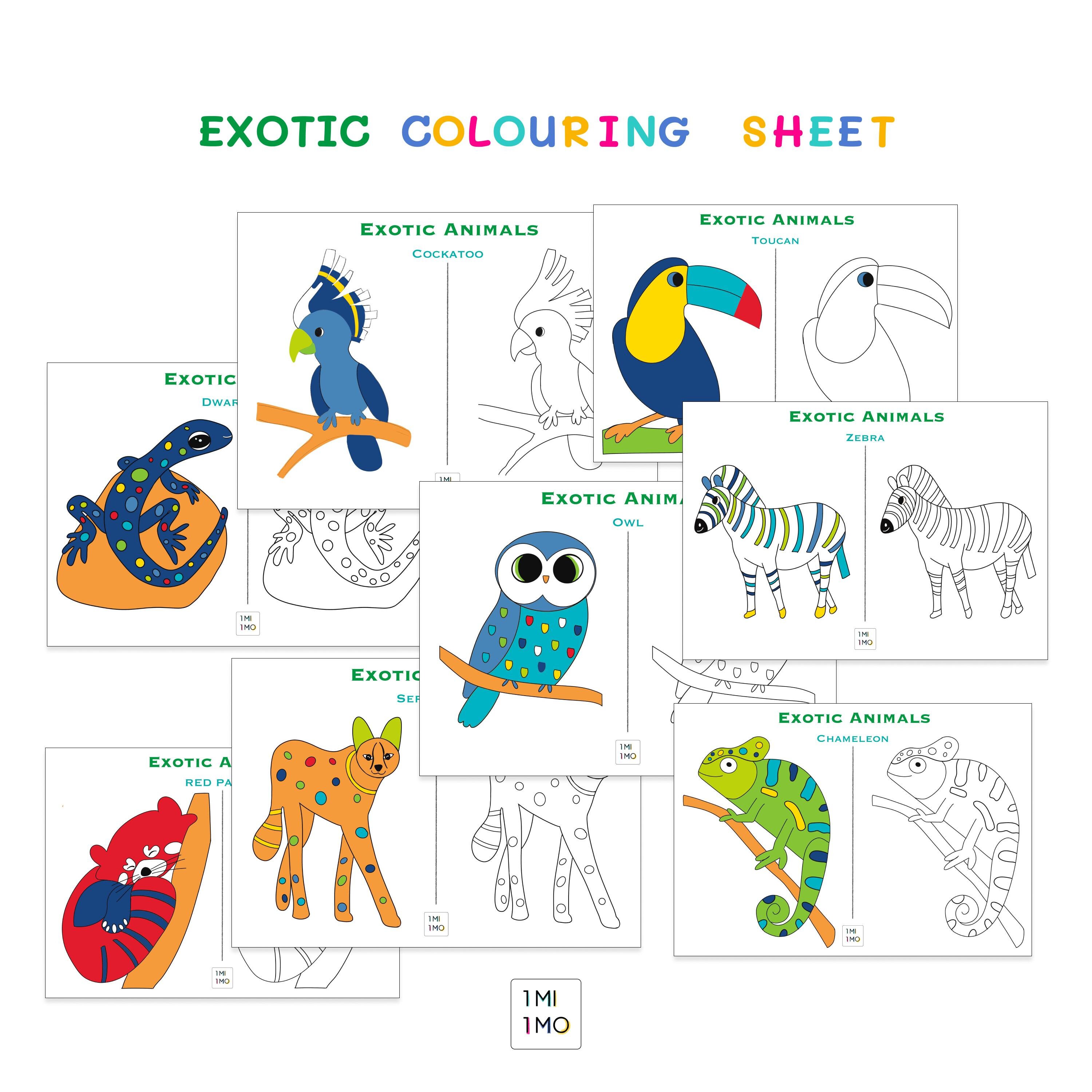 Exotic Coloring Pages Coloring Sheets Printables for Kids Summertime ...