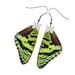 Real Butterfly Wing Earrings callicore Cyllene Forewing E185 - Etsy