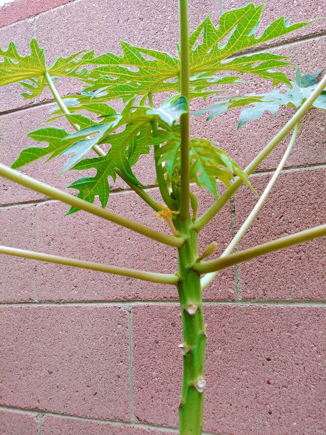 Dwarf Papaya (braziliam) Tropical Fruit Tree - Etsy