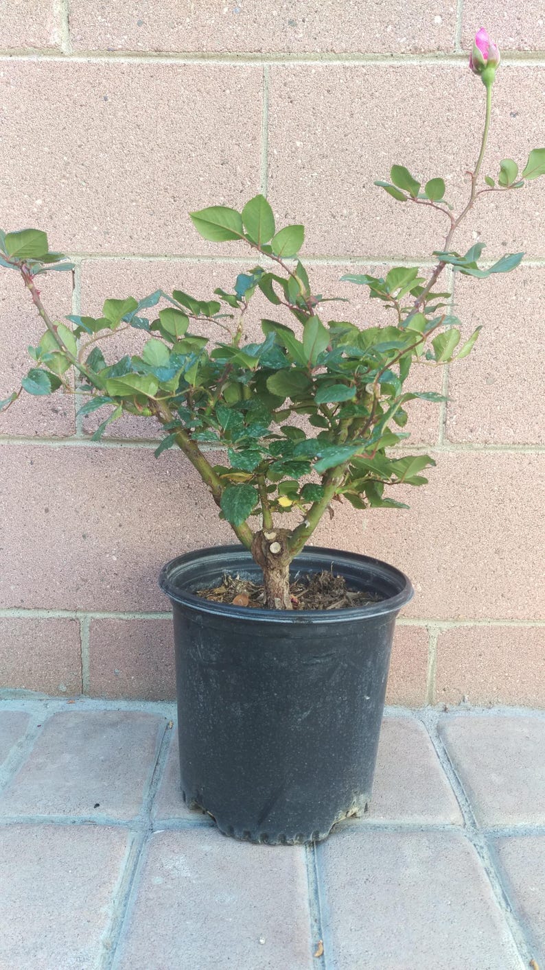 Queen Elizabeth Rose (pink) Live Plants - Etsy