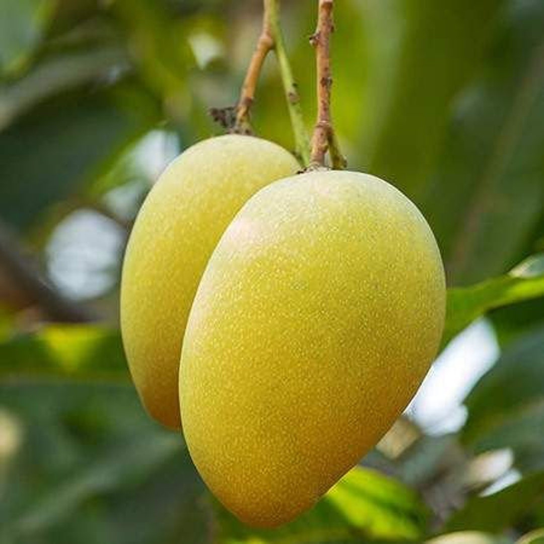 Mango Tree (mallika Variety) - Etsy