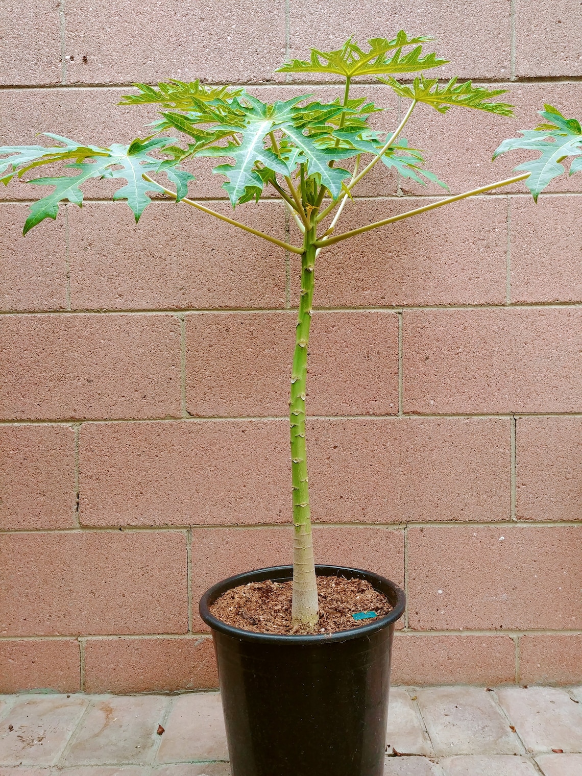 Dwarf Papaya (braziliam) Tropical Fruit Tree - Etsy