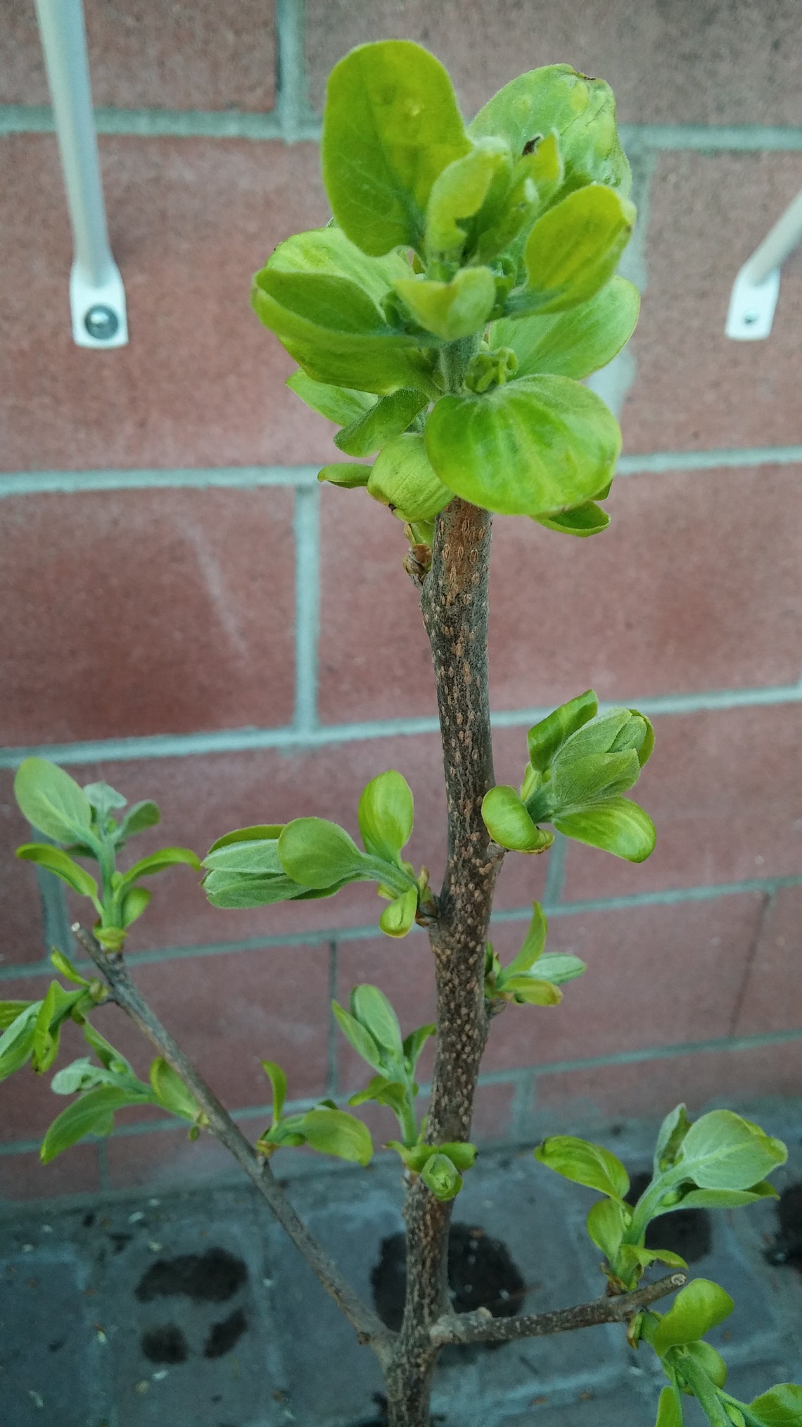 Jiro Fuyu JAPANESE PERSIMMON Fruit Tree - Etsy