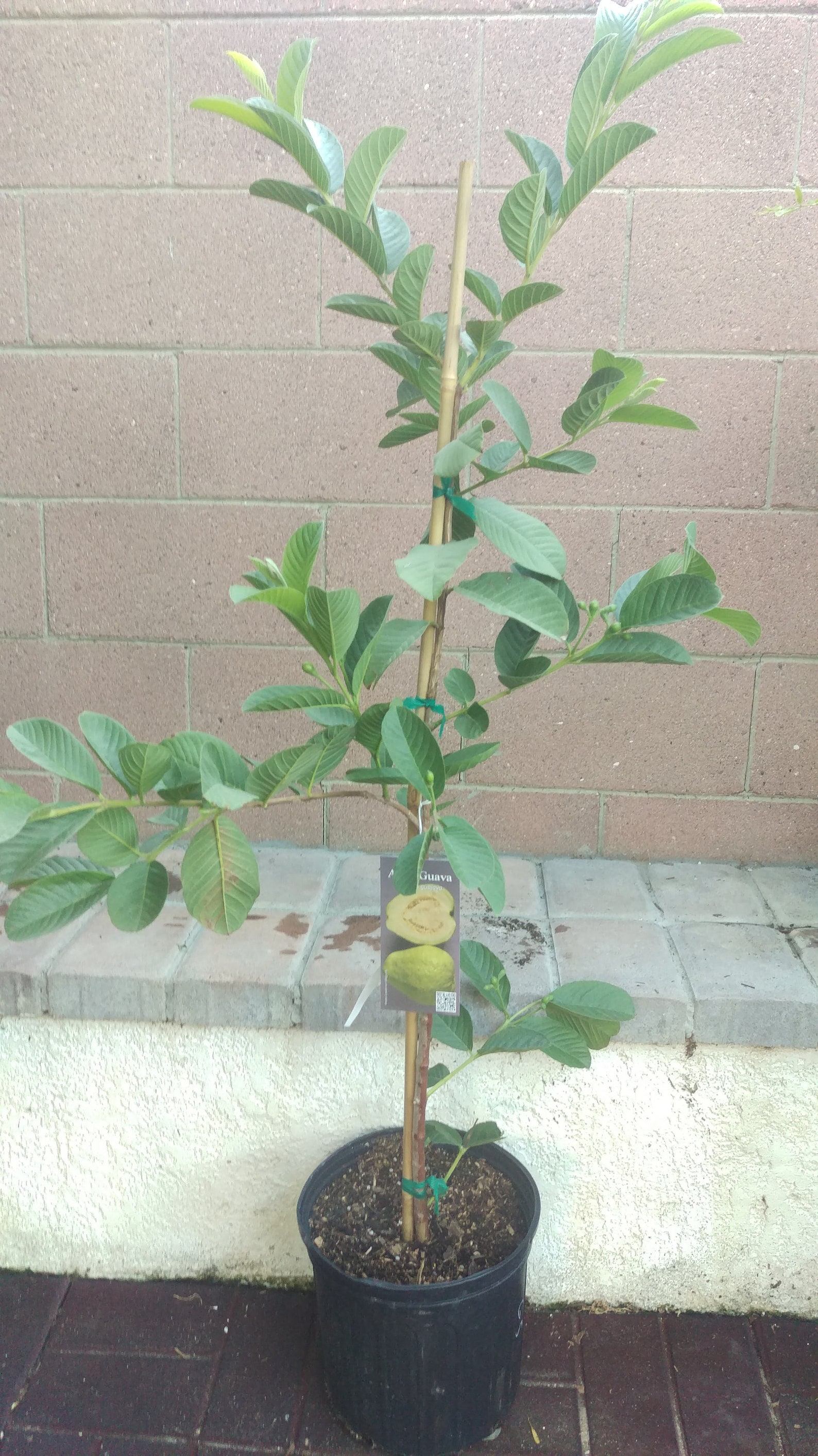 Thai Guavas Tropical Fruit Trees - Etsy