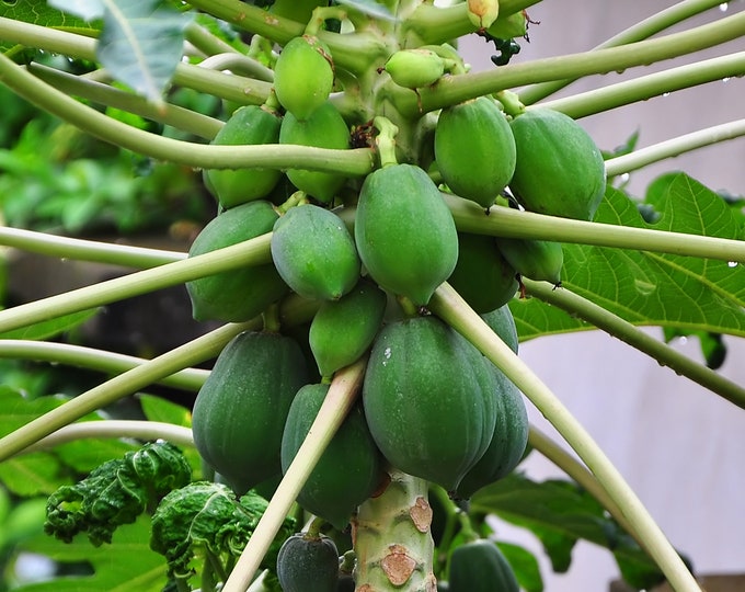 Dwarf Papaya (braziliam) Tropical Fruit Tree - Etsy