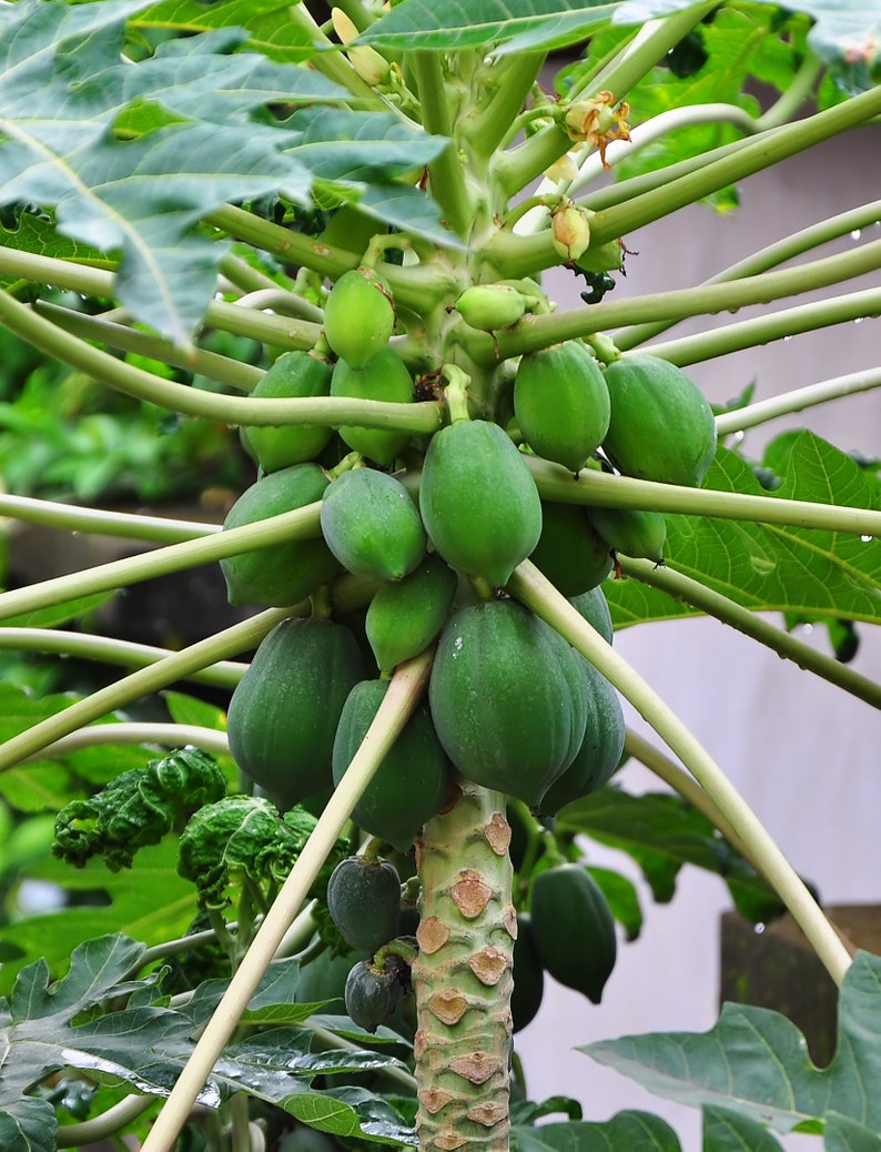 Dwarf Papaya (braziliam) Tropical Fruit Tree - Etsy