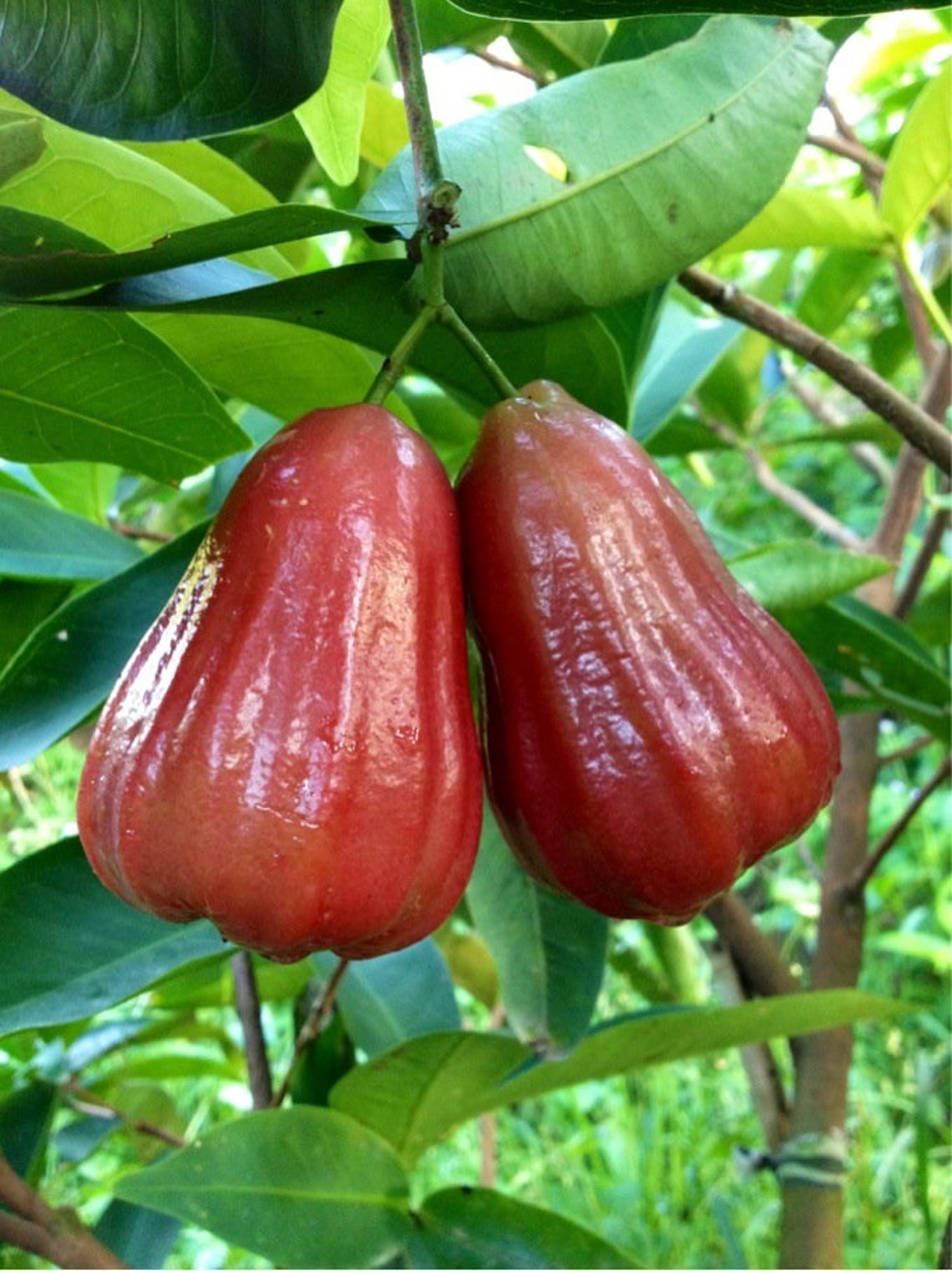 Thai Wax Jambu / Wax Apple Fruit Tree (red Rocket) - Etsy