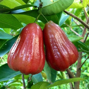 Thai Wax Jambu / Wax Apple Fruit Tree (red Rocket) - Etsy