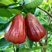Thai Wax Jambu / Wax Apple Fruit Tree (red Rocket) - Etsy