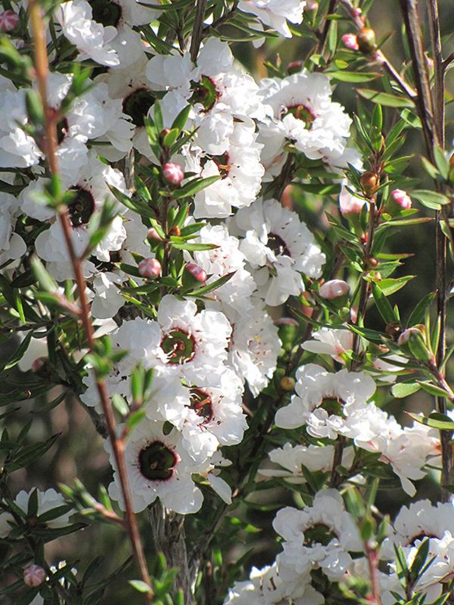 Tea Tree (red/pink/white) Live Plants - Etsy