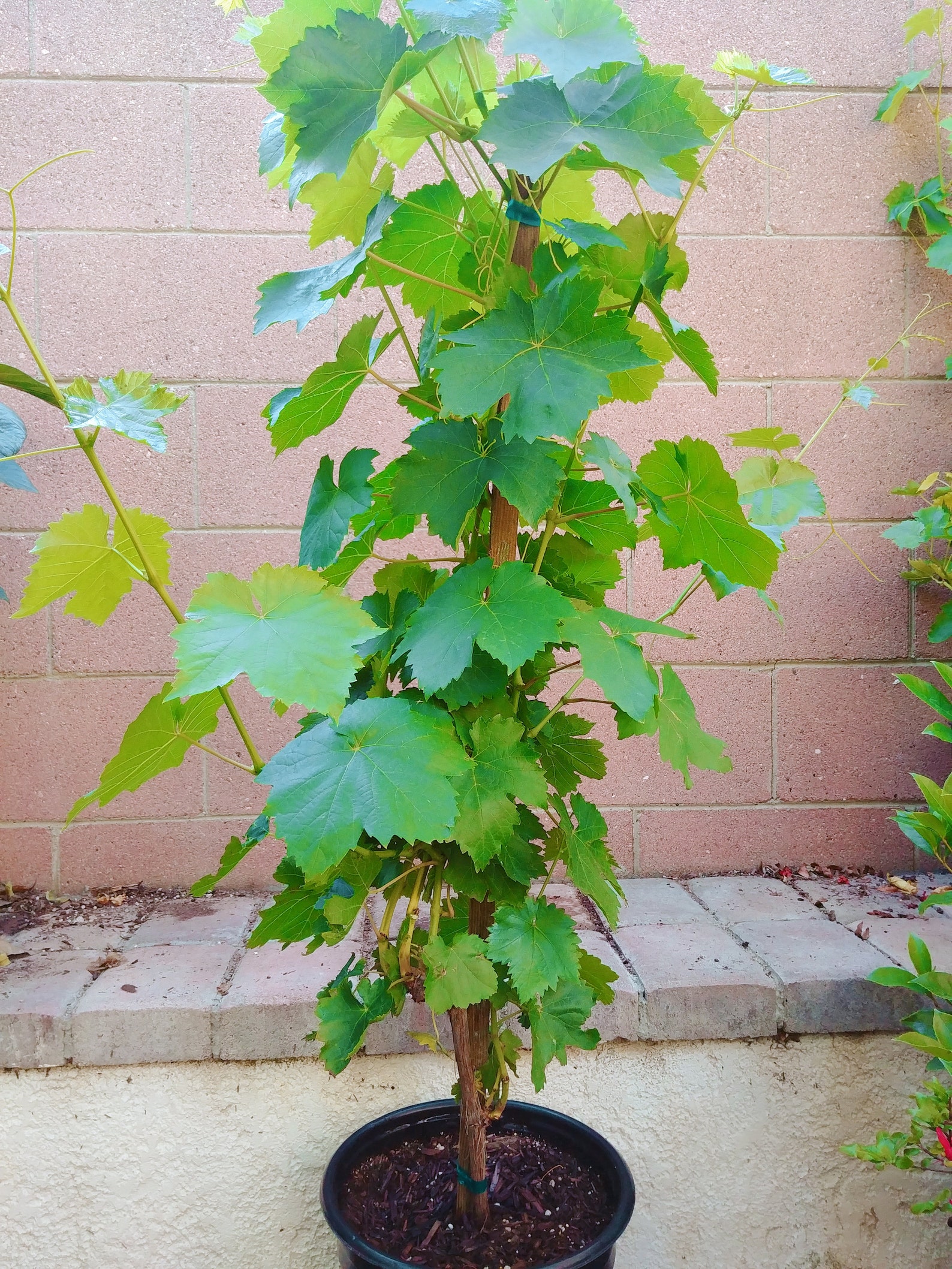 Mars Seedless Grape Vine - Etsy