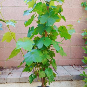 Mars Seedless Grape Vine - Etsy