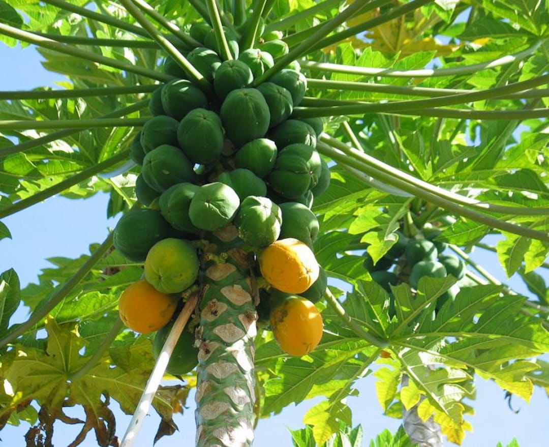 Papaya (solo Hawaiian) Tropical Fruit Tree - Etsy
