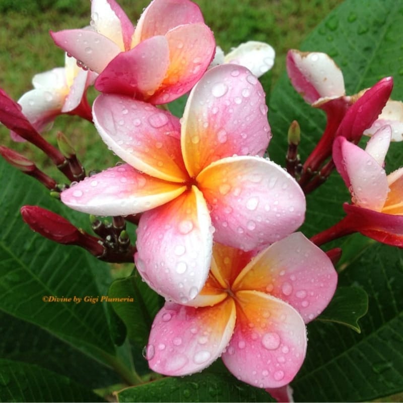 Plumeria Plant Tips - Etsy