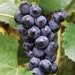 Mars Seedless Grape Vine - Etsy