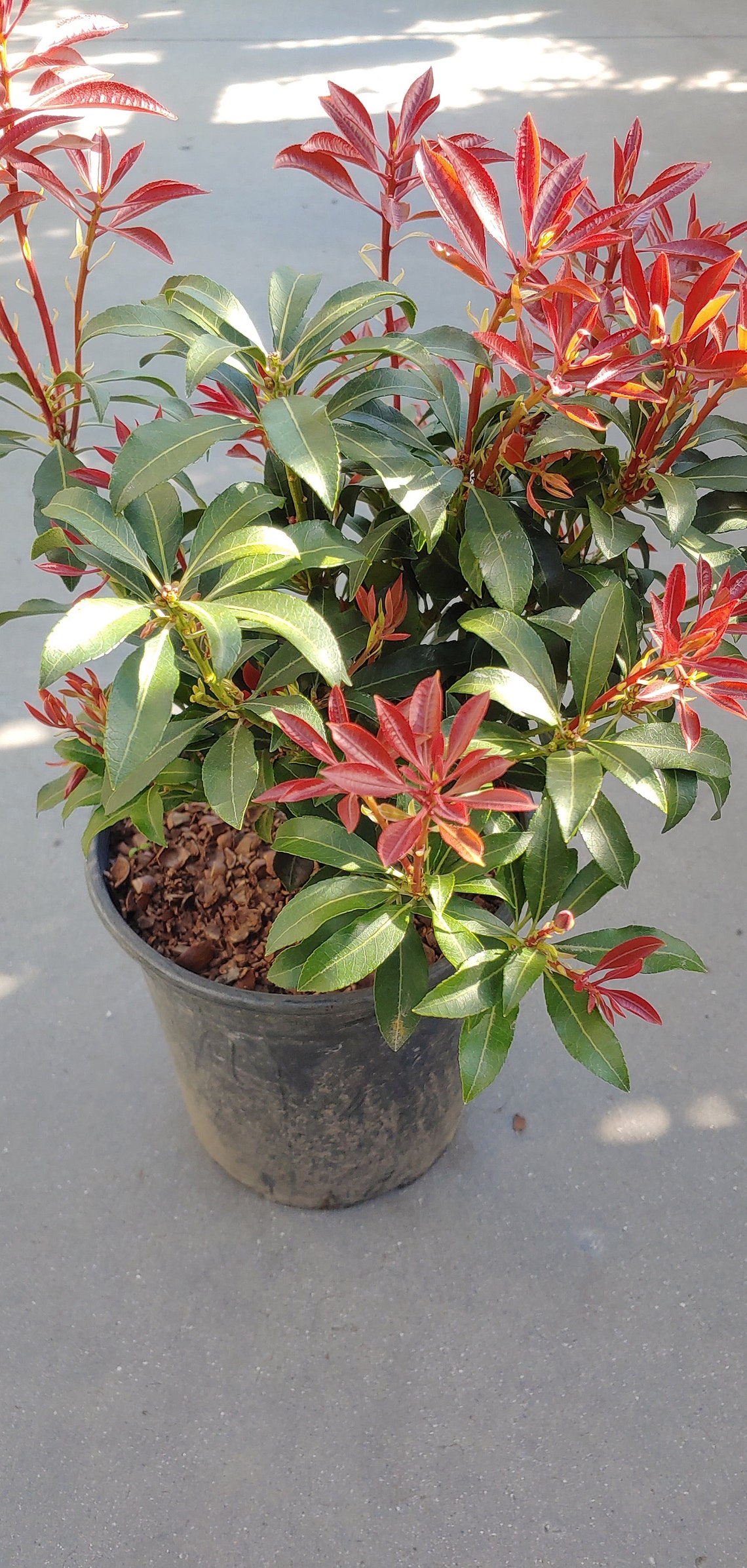 Japanese Pieris (mountain Fir) Live Plant - Etsy