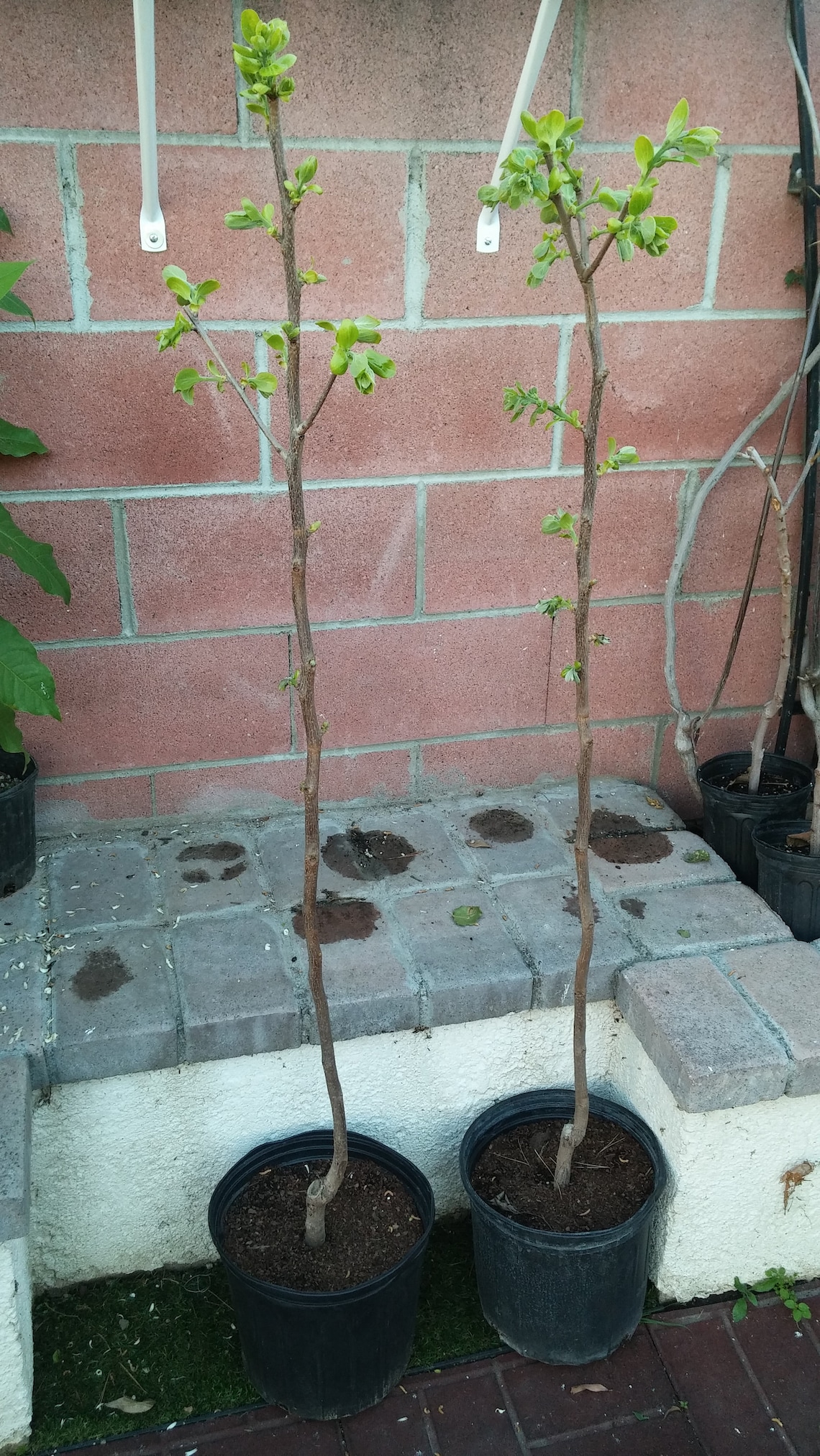 Jiro Fuyu JAPANESE PERSIMMON Fruit Tree - Etsy