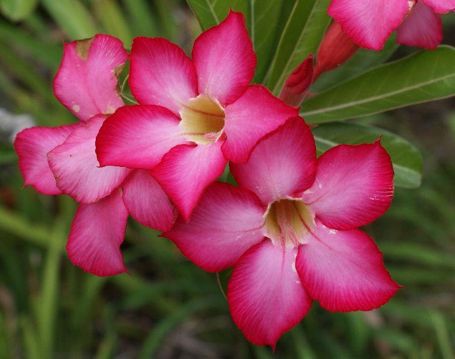 Adenium Obesum ( Desert Rose) Live Plant/pink - Etsy