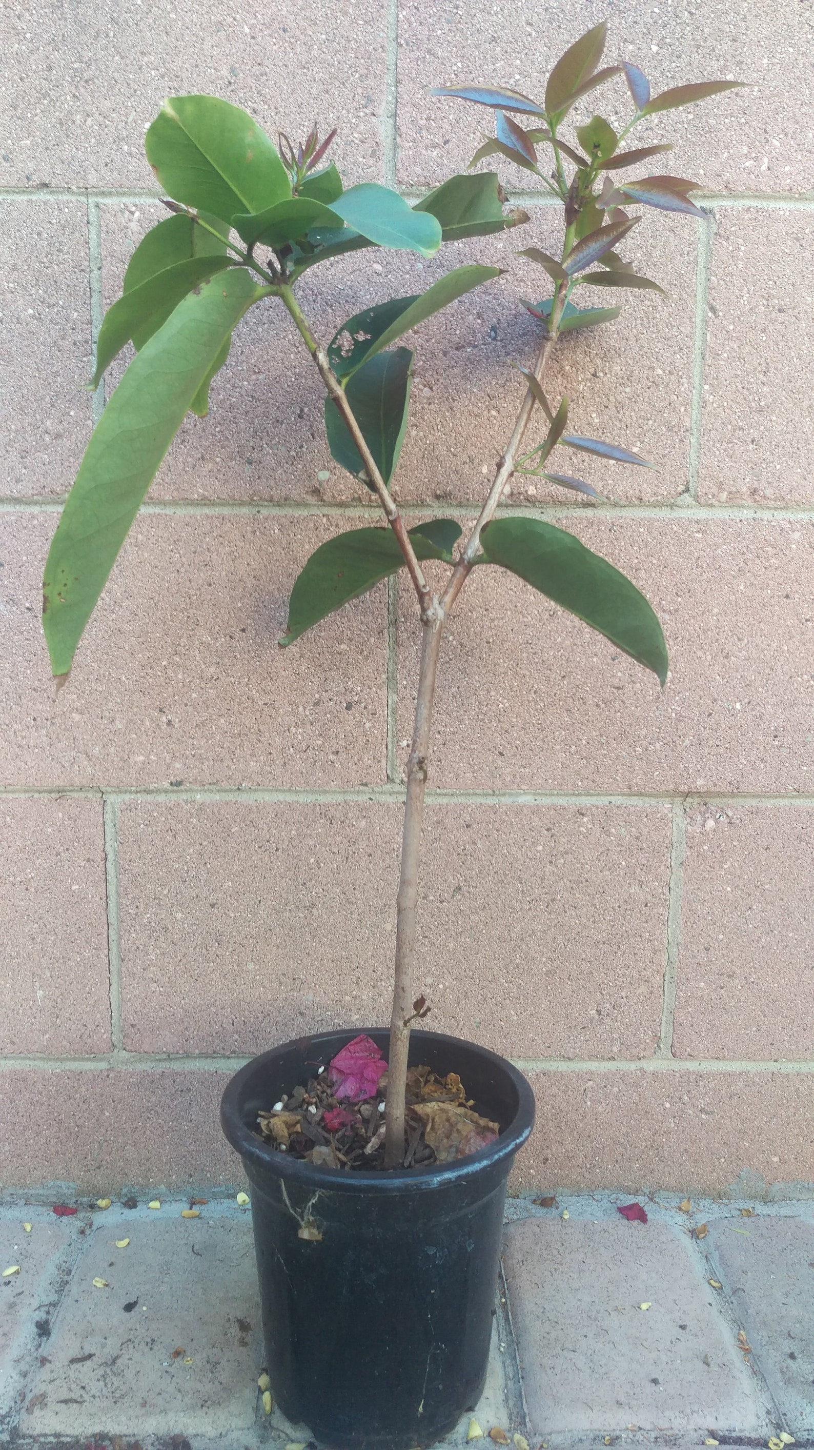 Thai Wax Jambu / Wax Apple Fruit Tree (red Rocket) - Etsy