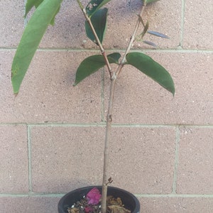 Thai Wax Jambu / Wax Apple Fruit Tree (red Rocket) - Etsy