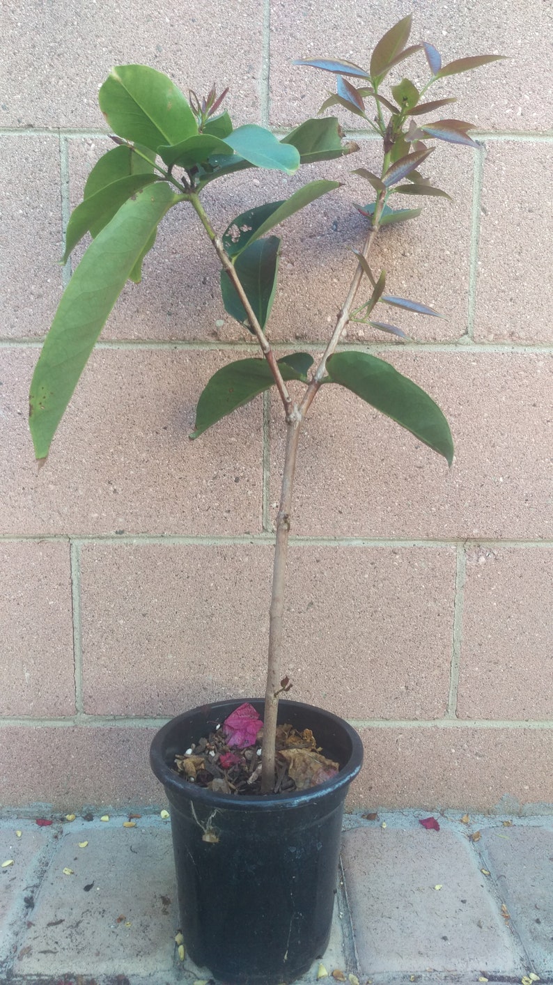 Thai Wax Jambu / Wax Apple Fruit Tree (red Rocket) - Etsy