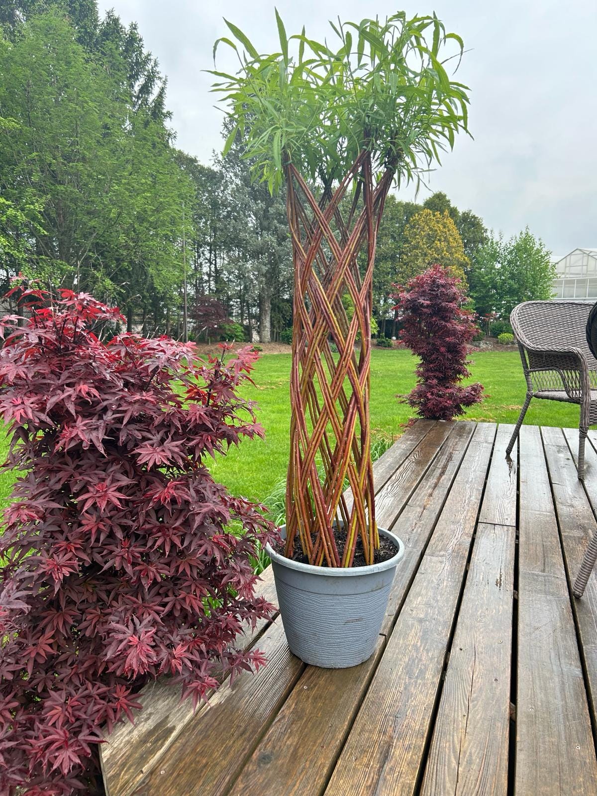 Hand Woven Living Braided Willow Live Plant + FREE 1 Plant Food - Etsy
