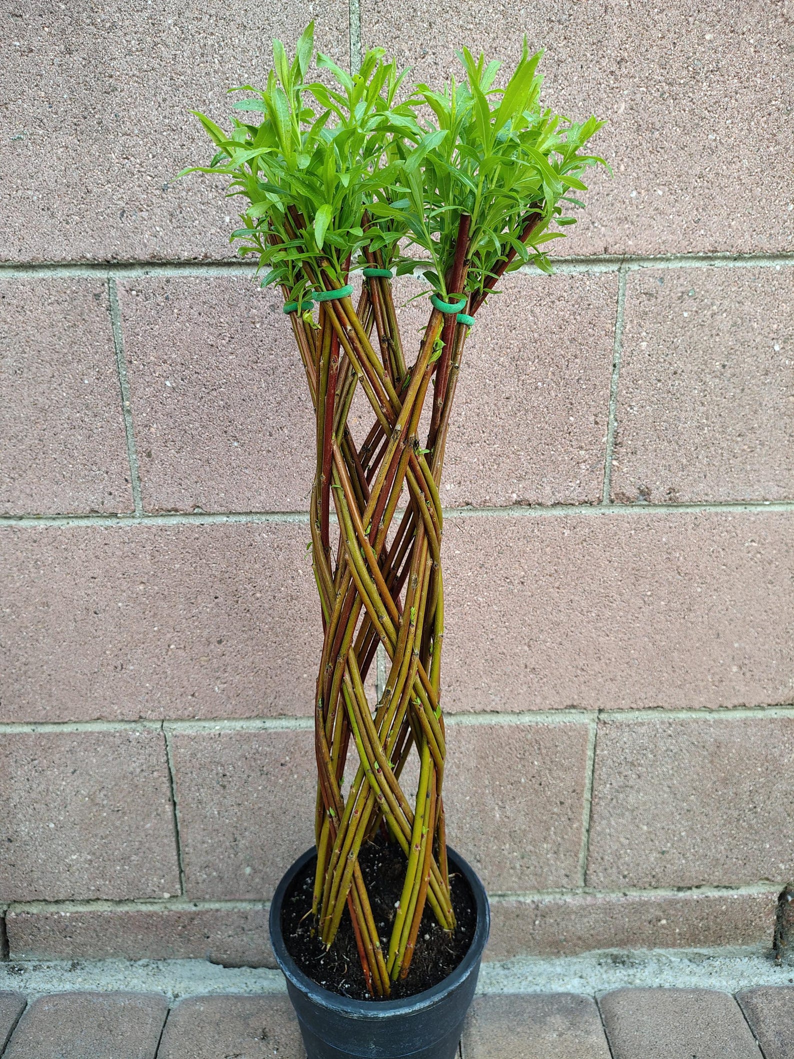 Hand Woven Living Braided Willow Live Plant + FREE 1 Plant Food - Etsy