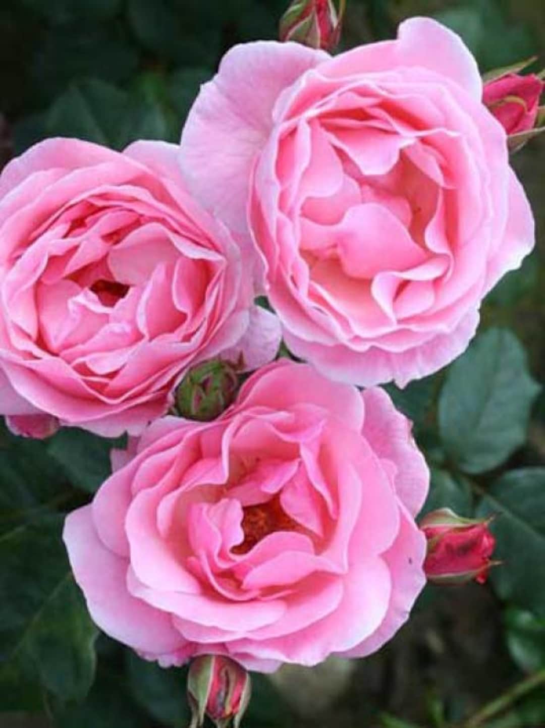 Queen Elizabeth Rose (pink) Live Plants - Etsy