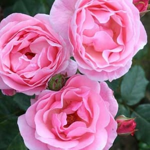 Queen Elizabeth Rose (pink) Live Plants - Etsy