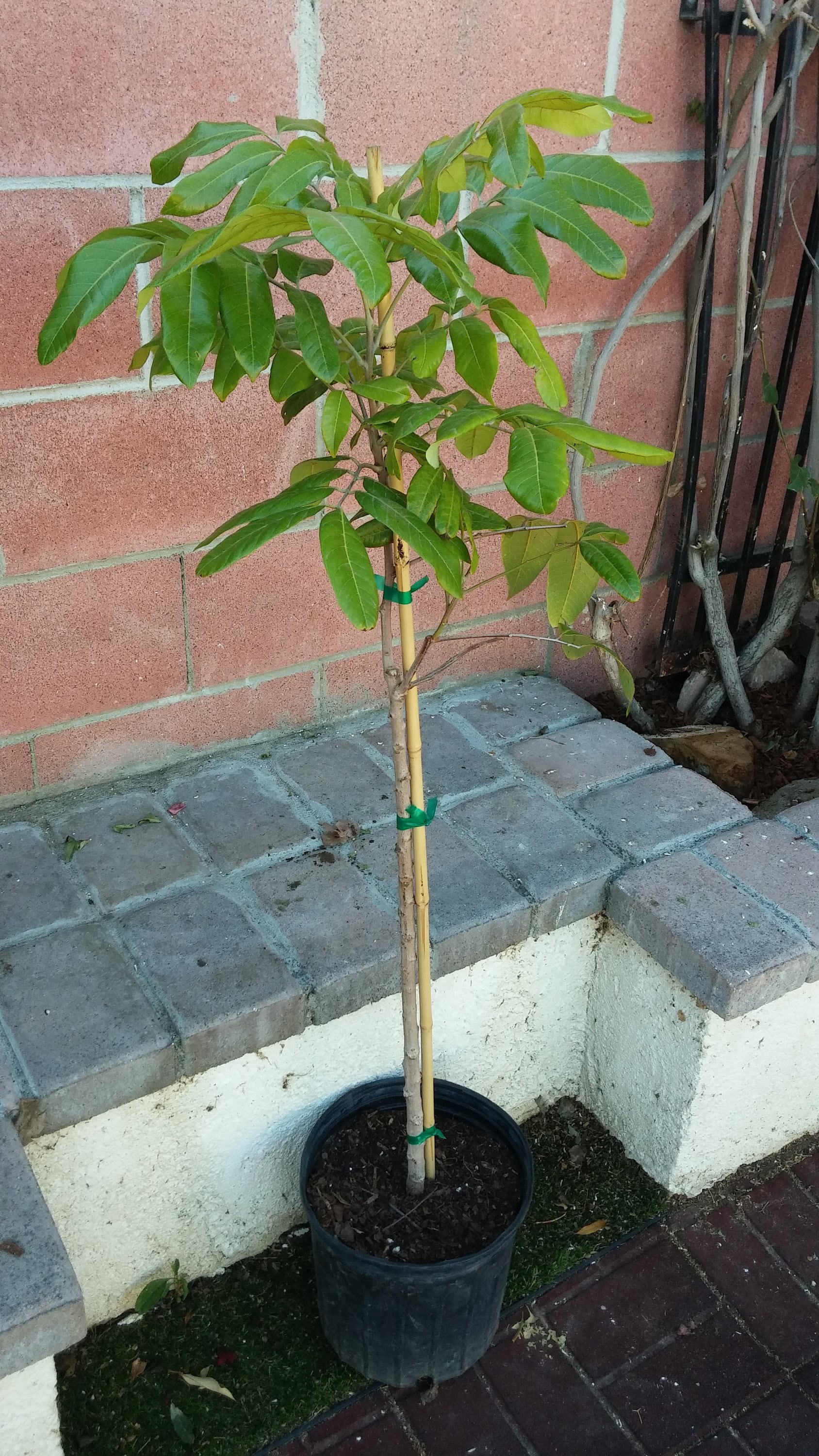Longan Fruit Tree ( Kohala) Tropical Fruit Tree - Etsy