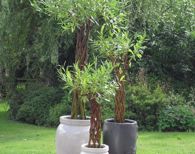 Hand Woven Living Braided Willow Live Plant + FREE 1 Plant Food - Etsy