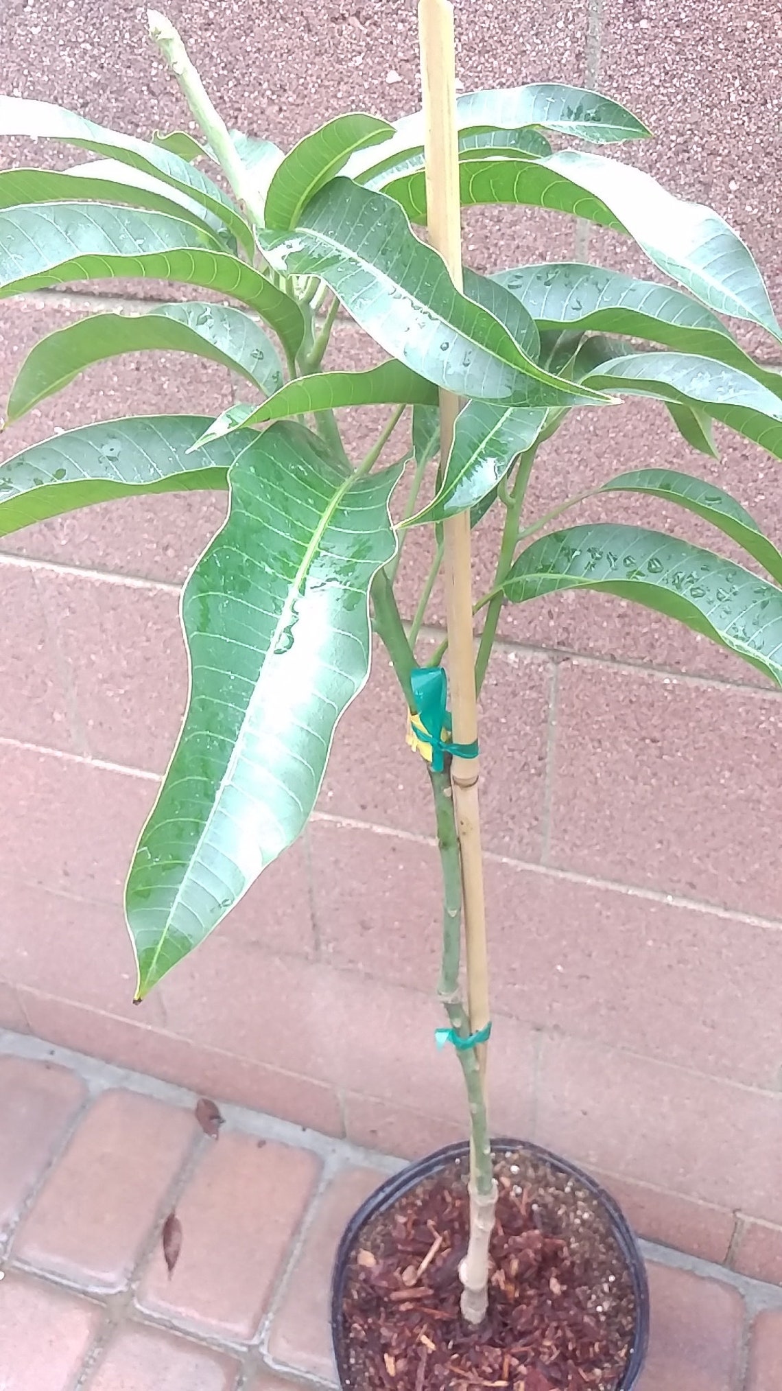 Mango Tree mallika Variety - Etsy