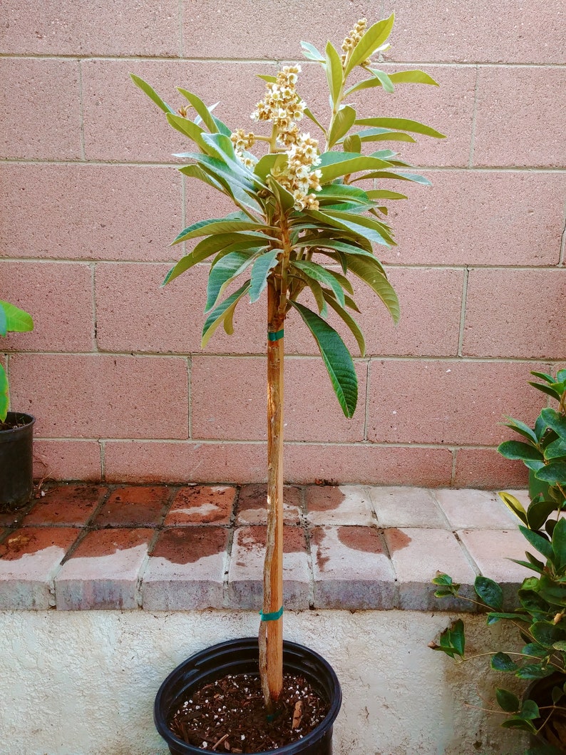 Loquat (gold Nugget Varieties) Tropical Fruit Tree - Etsy