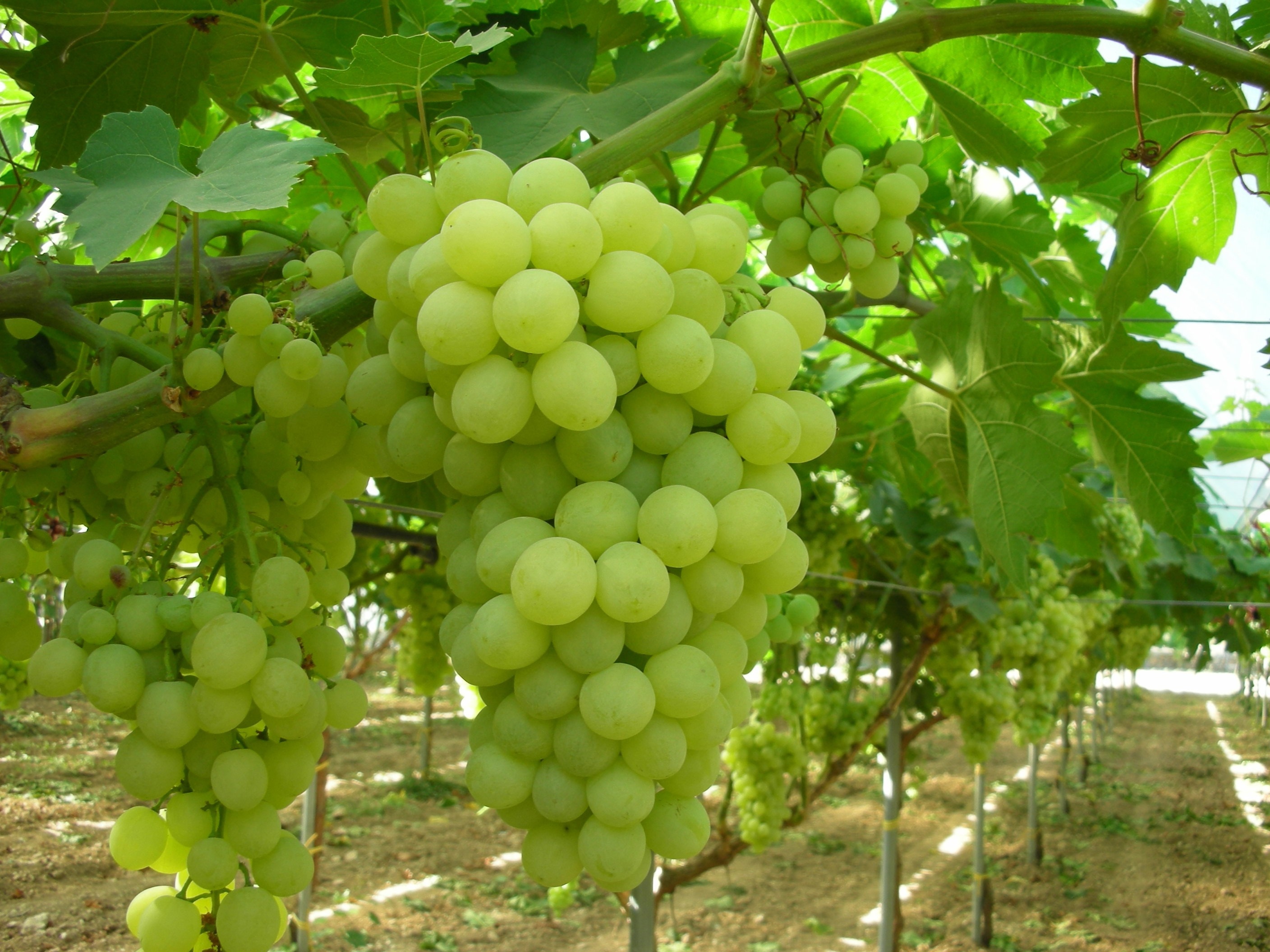 Thompson Seedless Grape Vine - Etsy