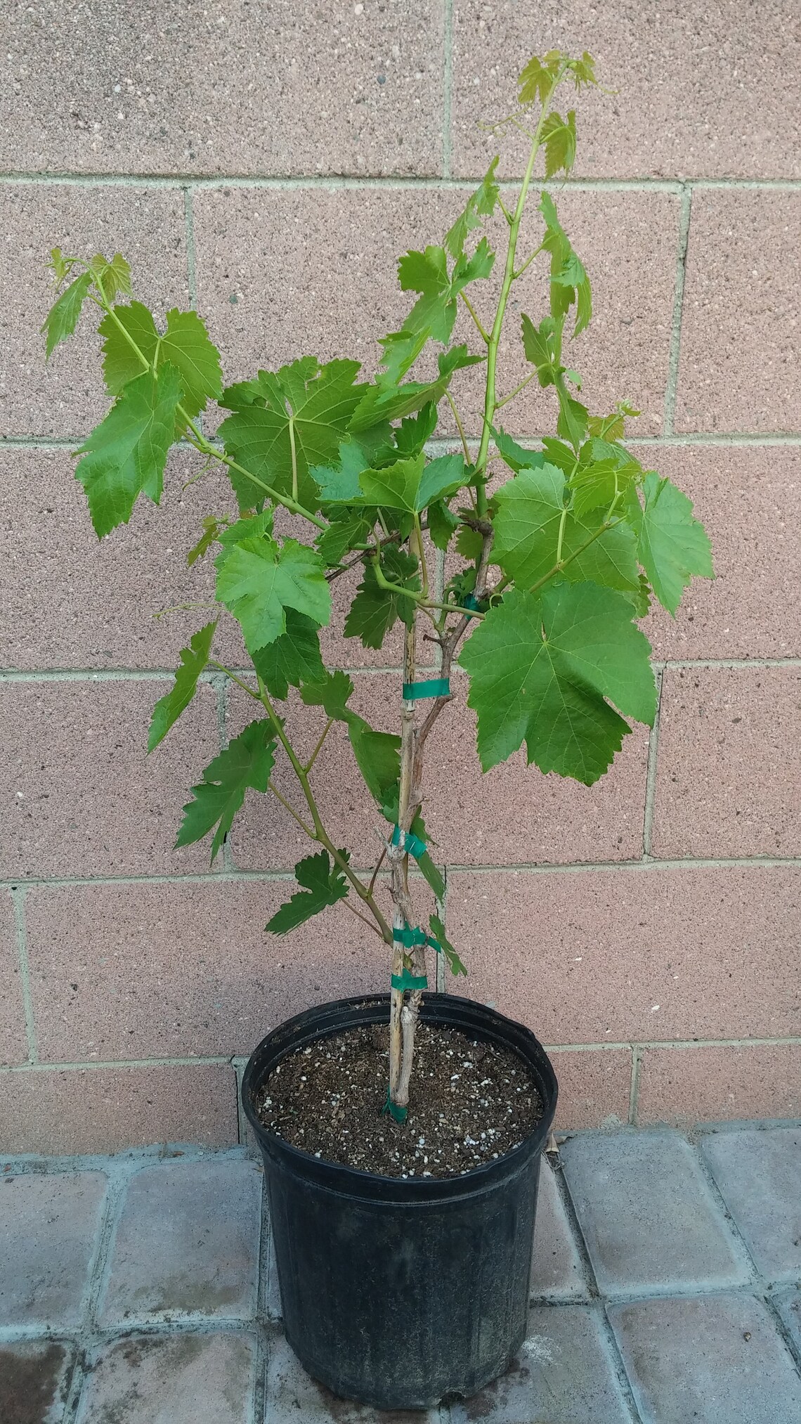 Red Flame Seedless Grape Vine - Etsy