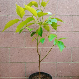 Michelia Alba/magnolia Champaca Live Plant (white Flowers) - Etsy