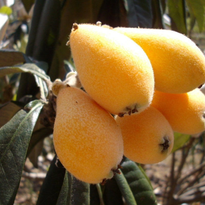 Loquat - Etsy