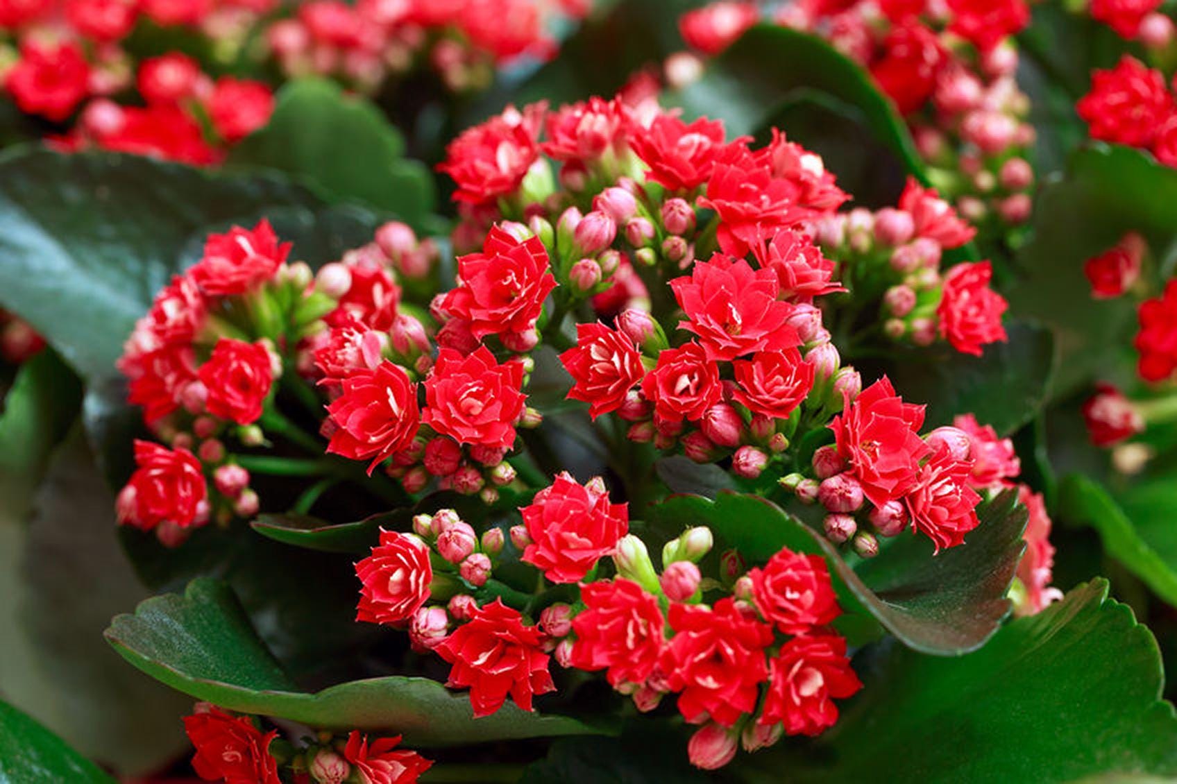 Kalanchoe Blossfediana Live Plants + FREE 1 Plant Food - Etsy