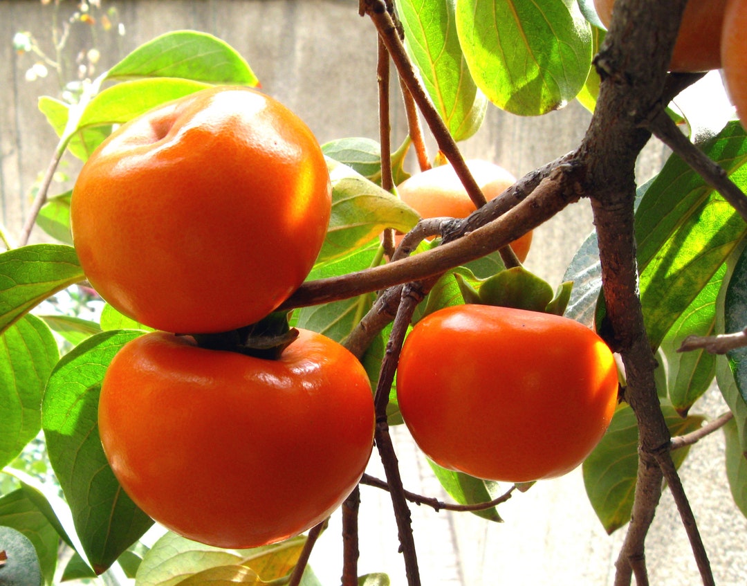 Jiro Fuyu JAPANESE PERSIMMON Fruit Tree - Etsy