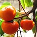 Jiro Fuyu JAPANESE PERSIMMON Fruit Tree - Etsy