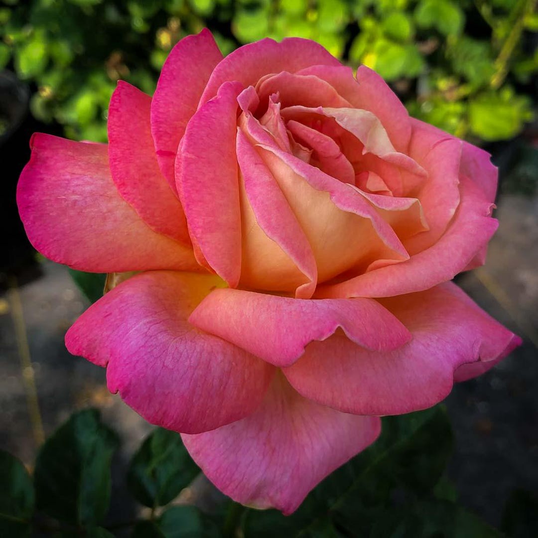 Julie Andrews Rose Live Plants (pink/yellow) - Etsy