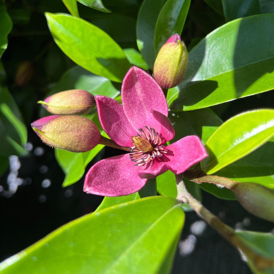 Stellar Ruby Magnolia Live Plant - Etsy