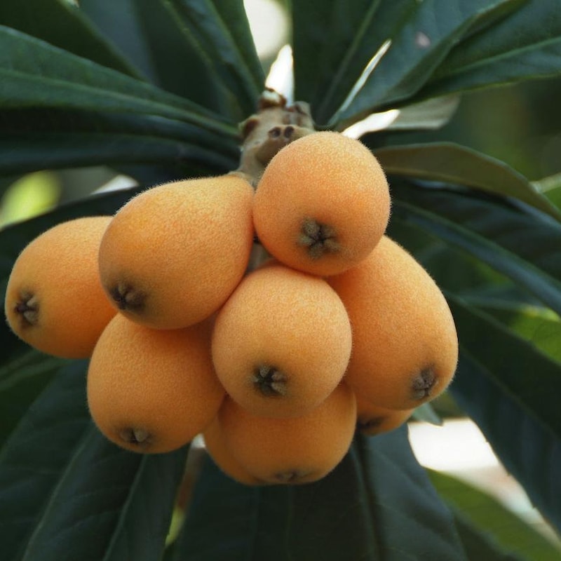 Loquat - Etsy
