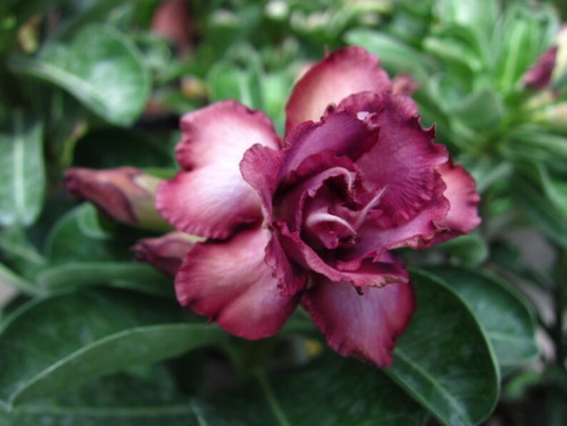 Taiwan Adenium Obesum ( Desert Rose) Live Plant/purple - Etsy