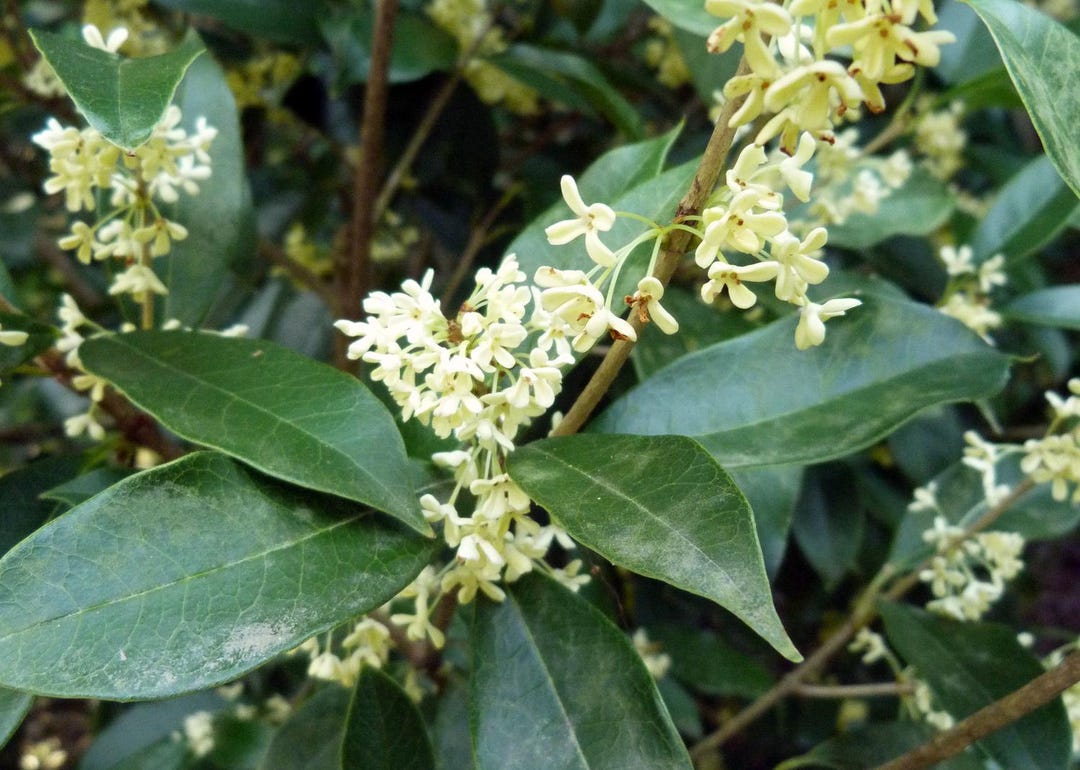 Sweet Olive (osmanthus Fragrans) Live Plants - Etsy